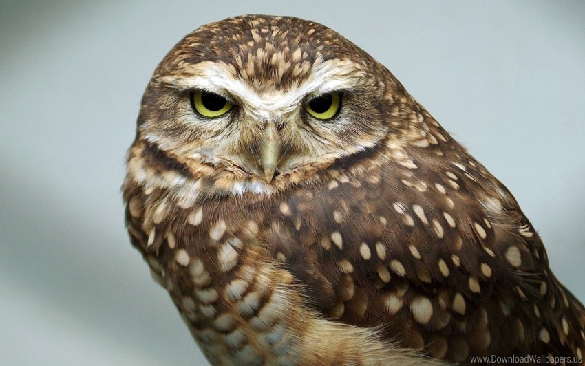 Free download | HD PNG bird neglect owl yellow eyes wallpaper ...