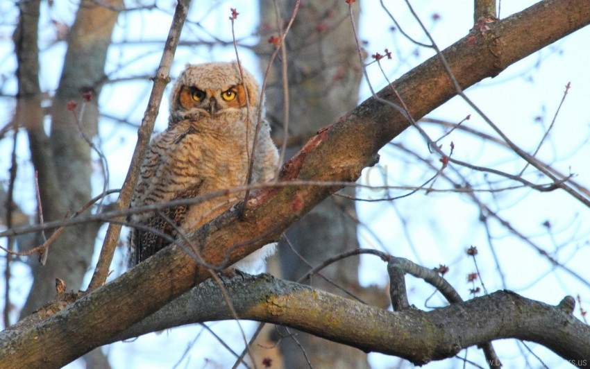 Free download | HD PNG bird owl predator tree wallpaper background best ...