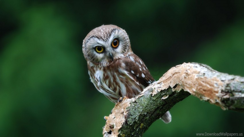 Free download | HD PNG bird owl predator wallpaper background best ...