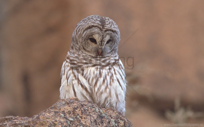 Free download | HD PNG bird owl sadness wallpaper background best stock ...