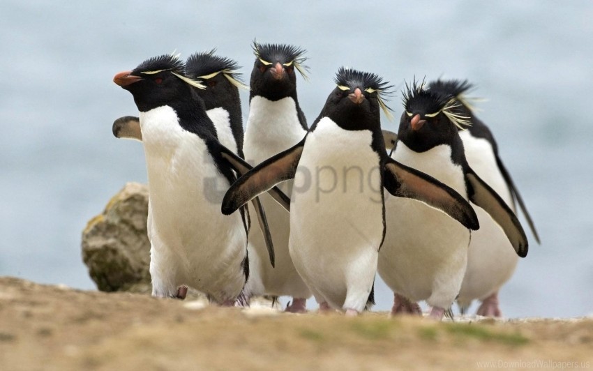 Free download | HD PNG bird pack penguins run walk wallpaper background ...