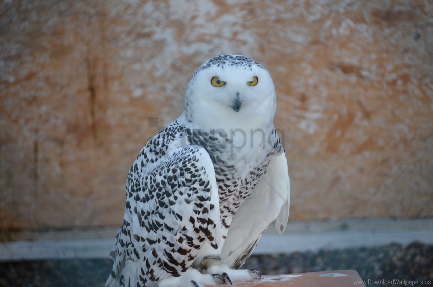 Free download | HD PNG bird predator snowy owl wallpaper background ...