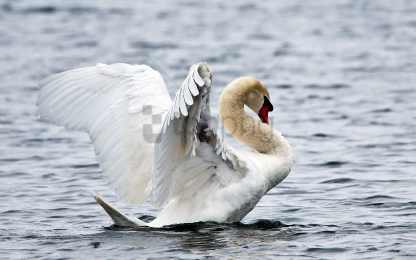 Free download | HD PNG bird ripples water white swan wallpaper ...