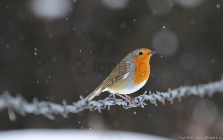 Free download | HD PNG bird robin wire wallpaper background best stock ...