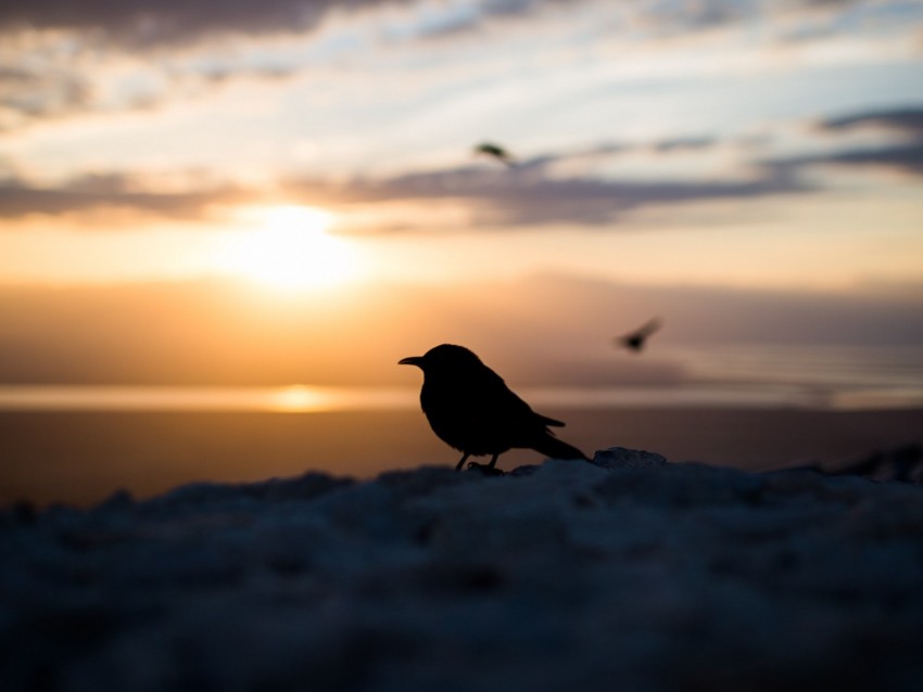 Free download | HD PNG bird silhouette blur outlines 4k wallpaper | TOPpng
