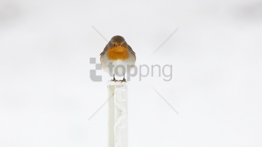 Free download | HD PNG bird sitting wings wallpaper background best ...