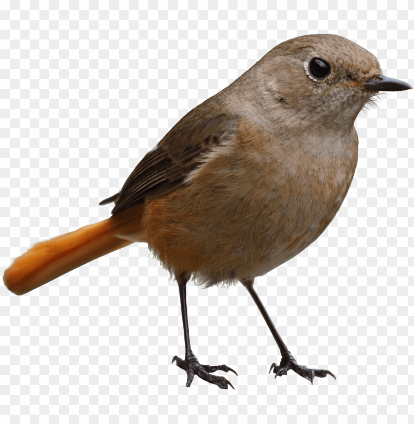 Free download | HD PNG small brown bird illustration PNG transparent ...