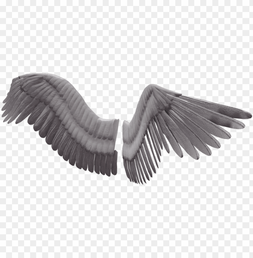 Free download | HD PNG bird wings transparent background PNG ...