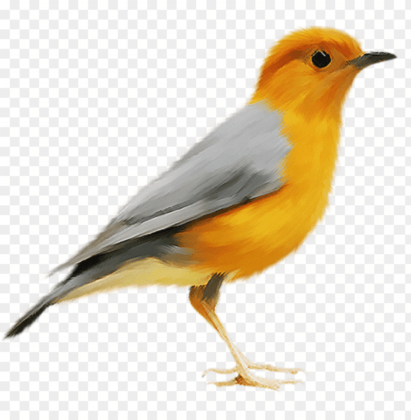 Free download | HD PNG yellow robin png | TOPpng