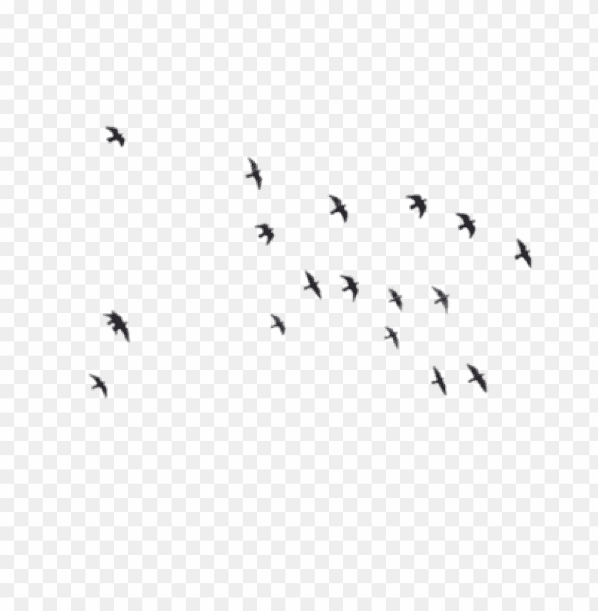 Free download | HD PNG flying birds png | TOPpng