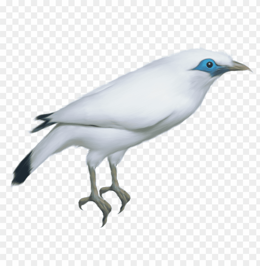 Free download | HD PNG bali myna bird png | TOPpng