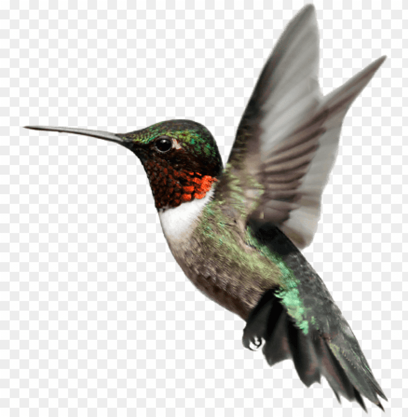 Free download | HD PNG hummingbird flying png | TOPpng
