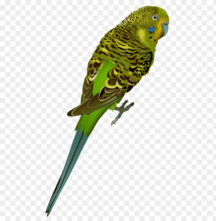 Free download | HD PNG green parakeet png | TOPpng