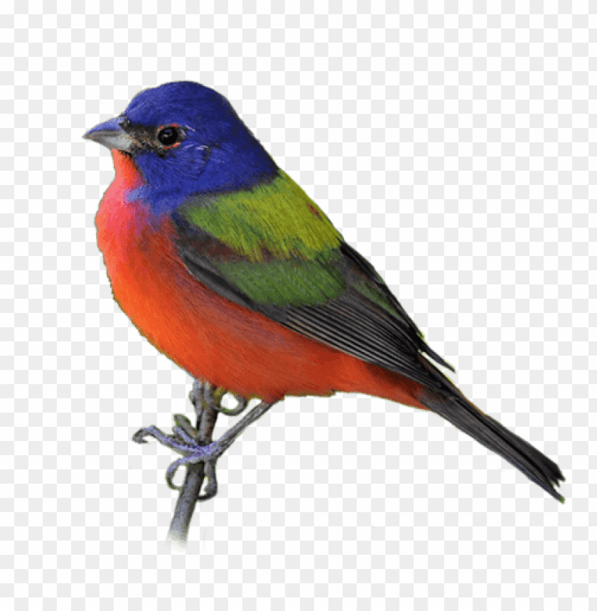 Free download | HD PNG birds png images background - Image ID 470 | TOPpng