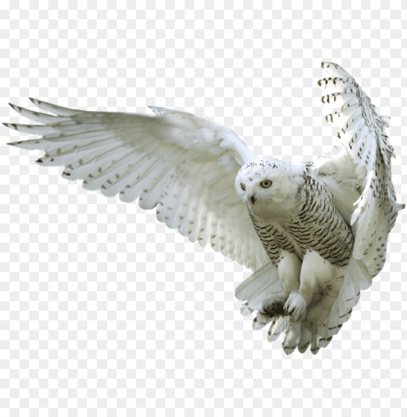 Free download | HD PNG snowy owl in flight png | TOPpng