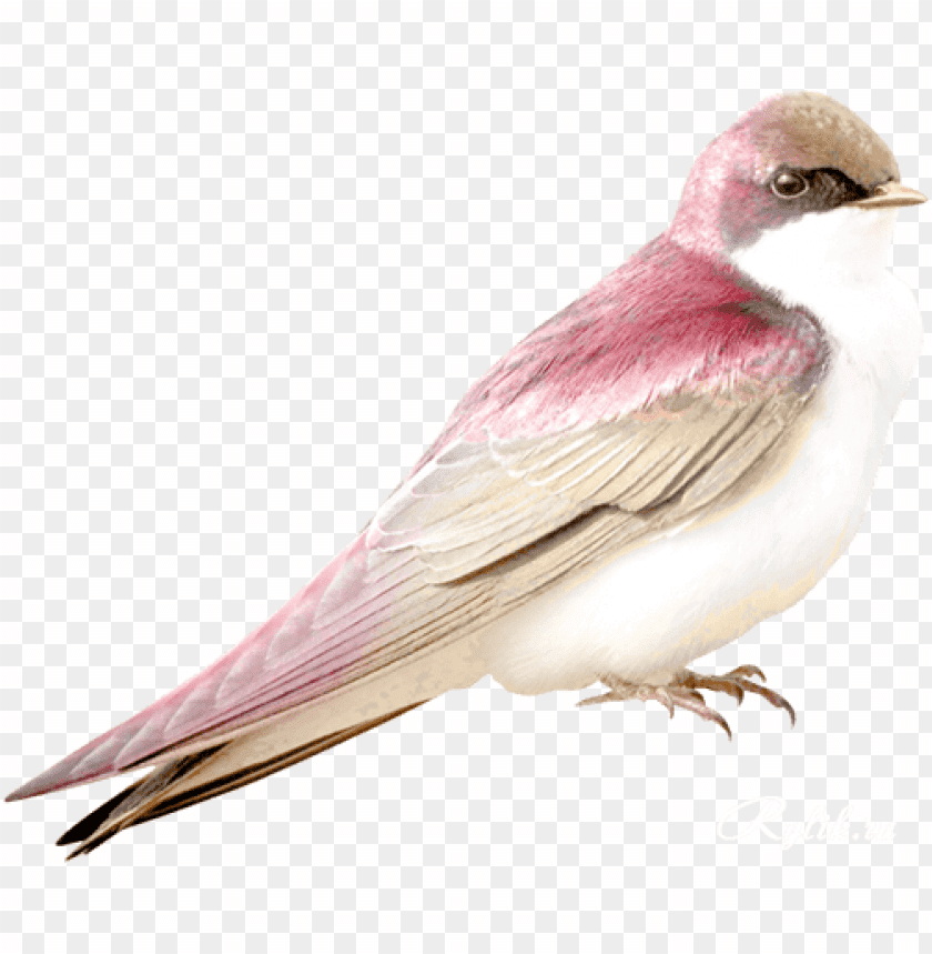 Free download | HD PNG colorful tropical bird png | TOPpng