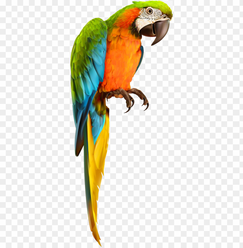 Free download | HD PNG birds | TOPpng