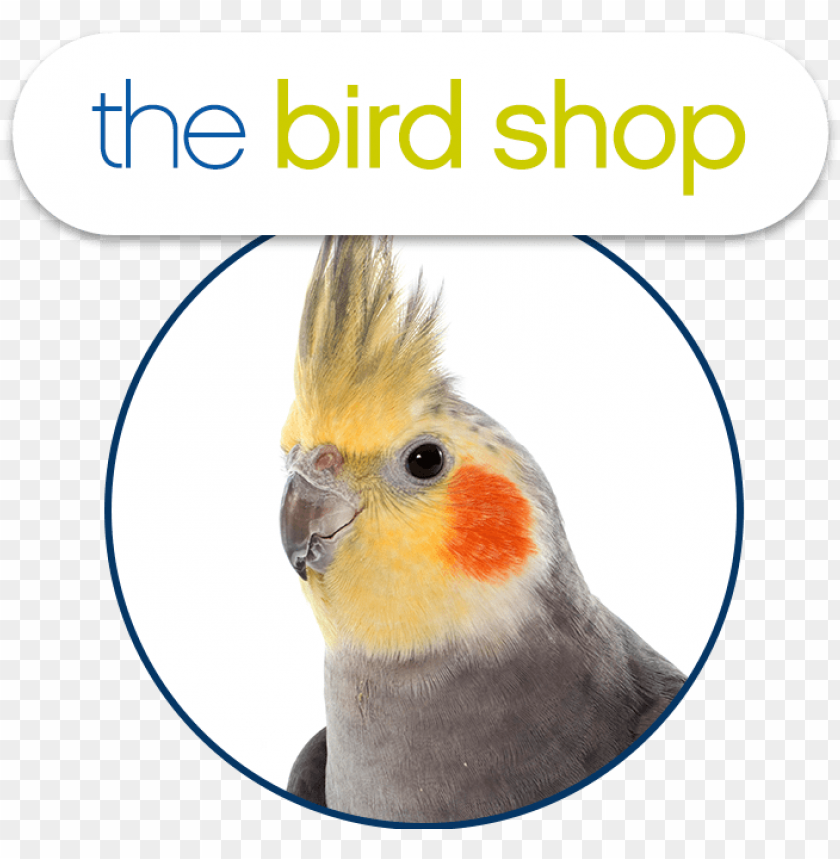 Free download | HD PNG birds cockatiel PNG transparent with Clear ...