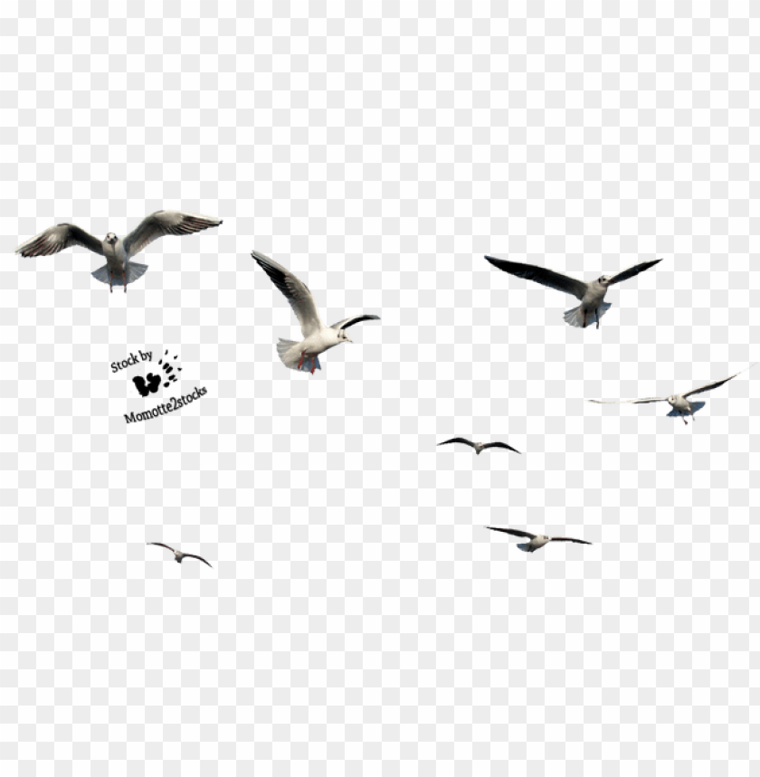 Free download | HD PNG birds cut out PNG transparent with Clear ...