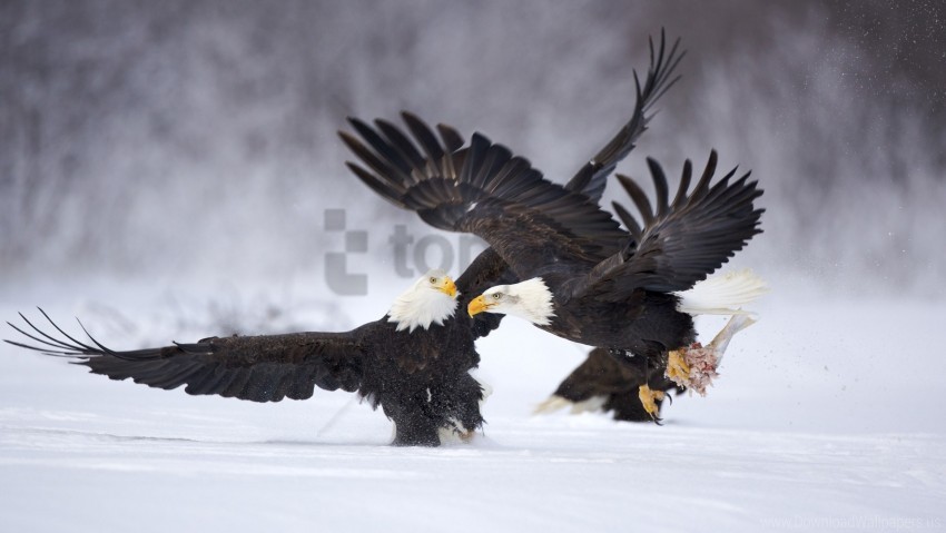 Free download | HD PNG birds eagles fight fighting snow wallpaper background best stock photos ...