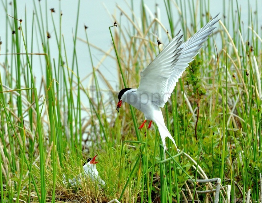 Free download | HD PNG birds flying grass swing wallpaper background ...