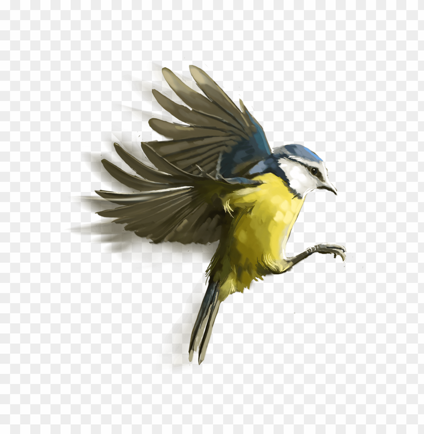 Free download | HD PNG birds free vector | TOPpng