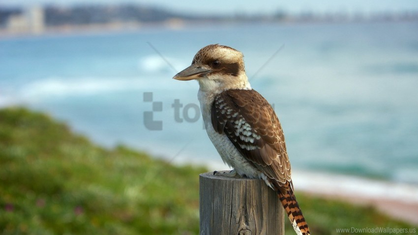 Free download | HD PNG birds light sit sun wallpaper background best ...