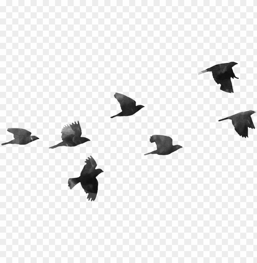 Free download | HD PNG birds png birds transparent PNG transparent with ...