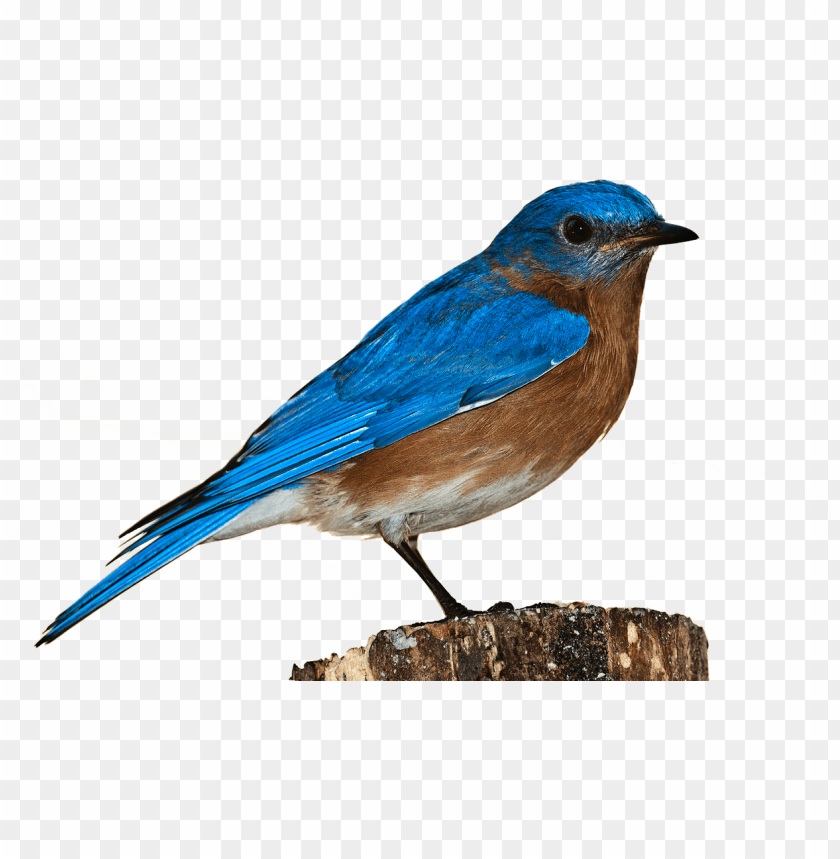 Free download | HD PNG birds png images free transparent background ...