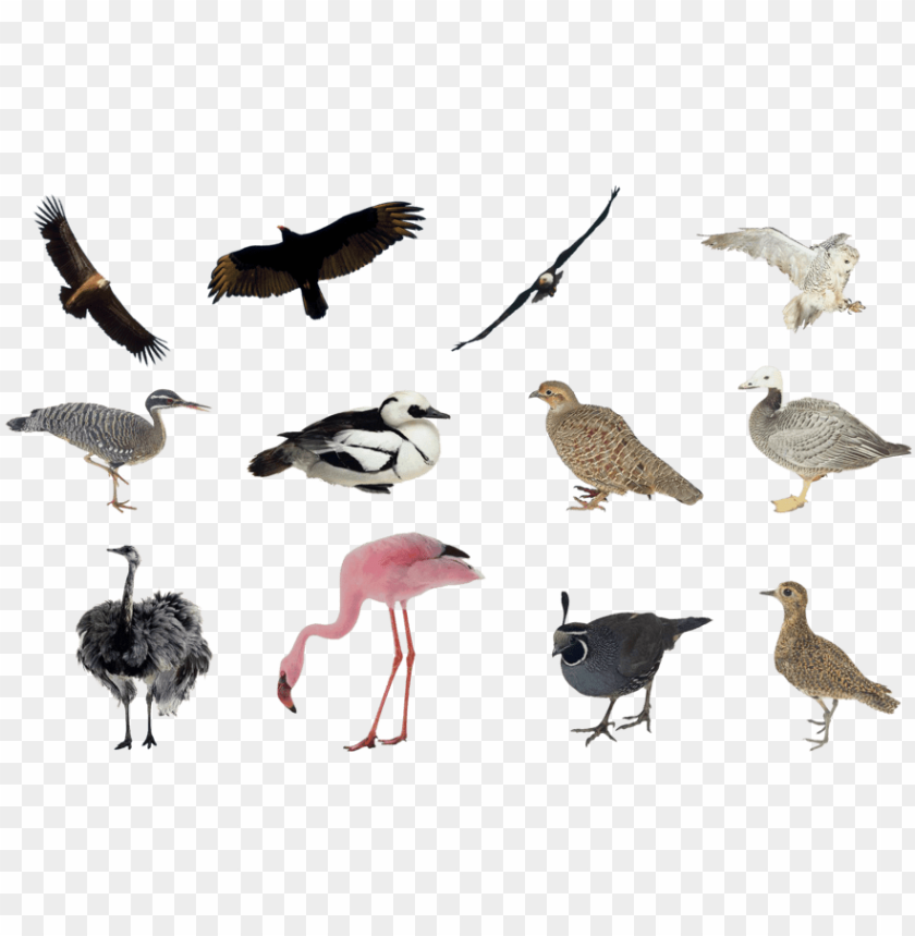 Free download | HD PNG birds png set by mossi889 birds collage PNG ...