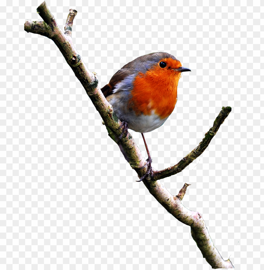 Free download | HD PNG birds psd image bird on branch PNG transparent ...