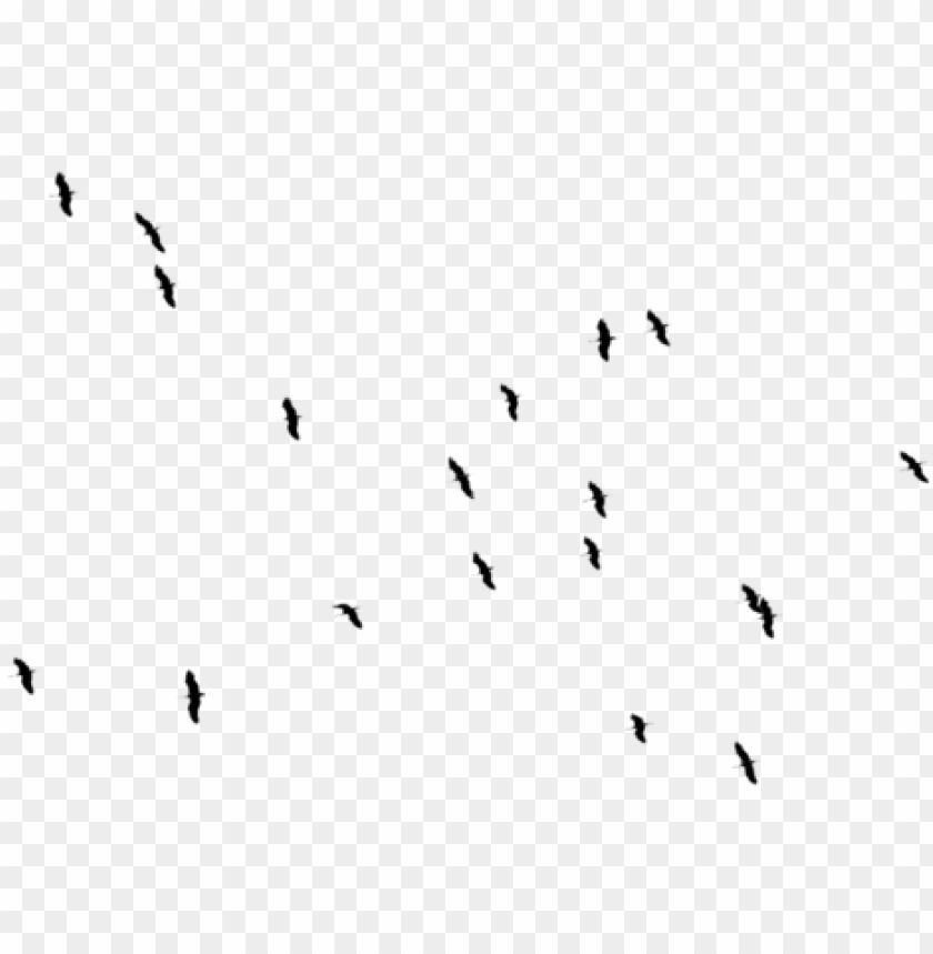 Free download | HD PNG birds top view PNG transparent with Clear ...