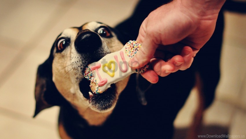 Free download | HD PNG biscuits dog muzzle sweets treats wallpaper ...
