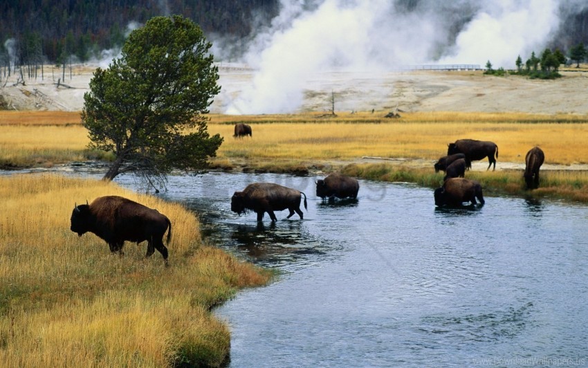 Free download | HD PNG bison crossing fire river wallpaper background ...