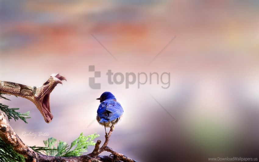 Free download | HD PNG bite wallpaper background best stock photos ...