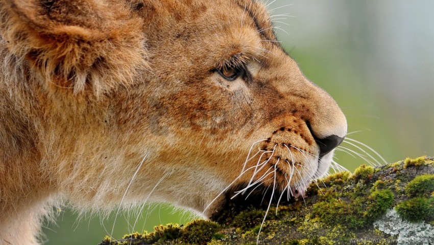 Free download | HD PNG biting cub lion moss muzzle wallpaper background ...