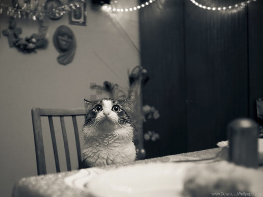 Free download | HD PNG black and white cat dining sitting table waiting ...