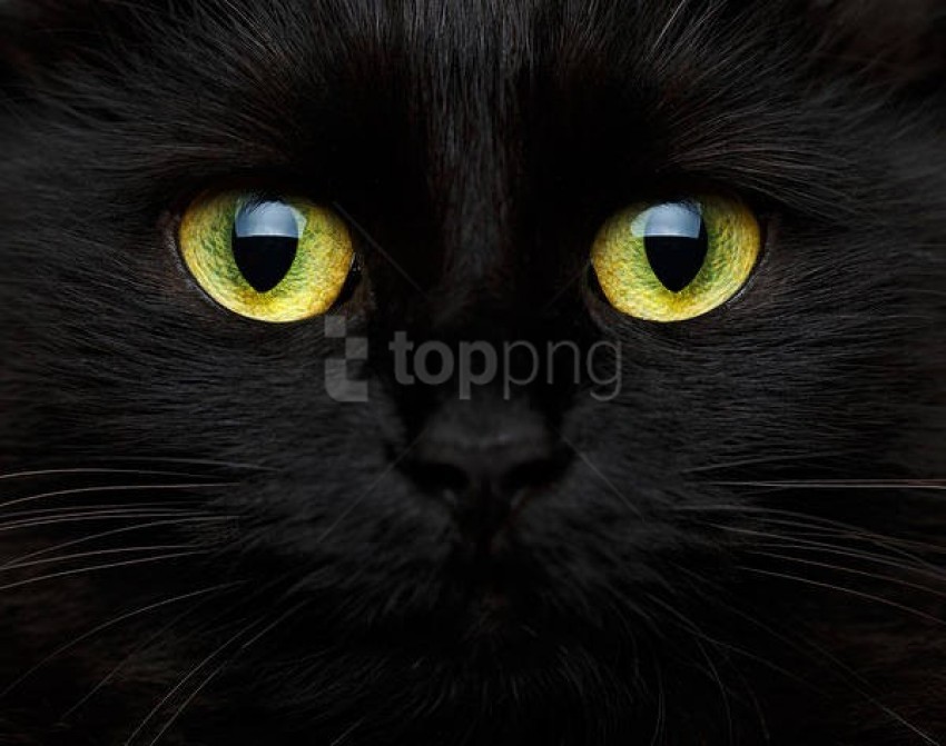 Free download | HD PNG black cat 4k background background best stock ...