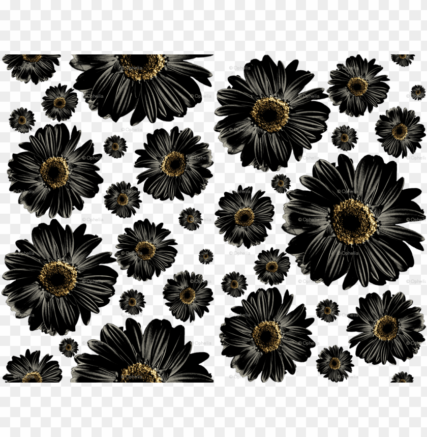 Free download | HD PNG black daisies PNG transparent with Clear ...