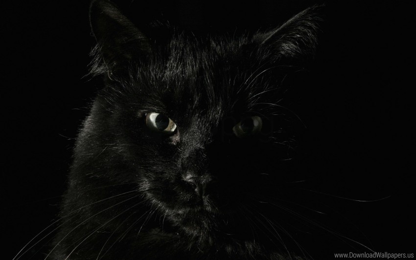 Free download | HD PNG black eyes face fear female wallpaper background ...