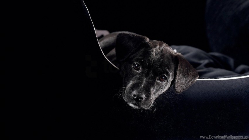 Free download | HD PNG black face lie puppy wallpaper background best ...