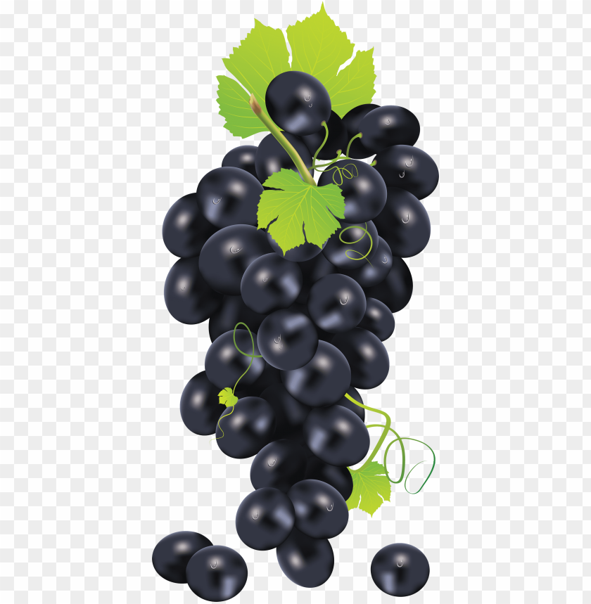 Free download | HD PNG black grape png image grape vector PNG ...