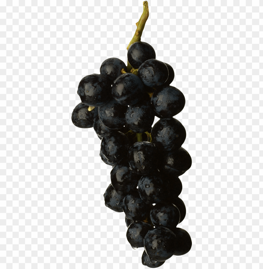 Free download | HD PNG black grapes hanging in a bunch plump and shiny ...