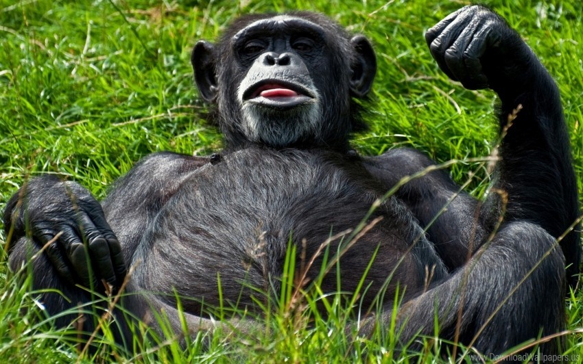 Free download | HD PNG black grass lying monkey teasing wallpaper ...