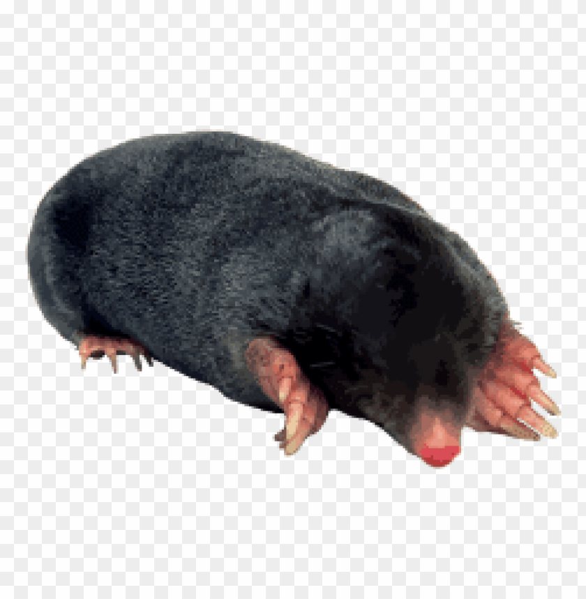 Free download | HD PNG black mole | TOPpng