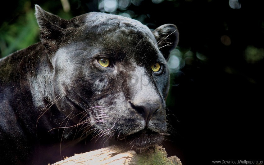 Free download | HD PNG black panther predator wild cat wallpaper ...