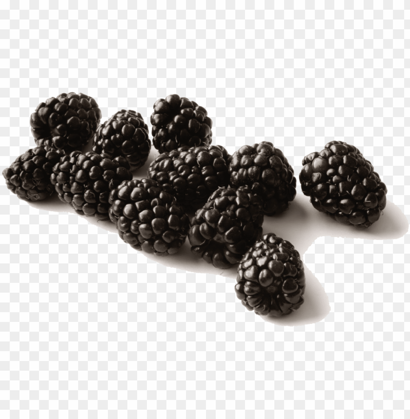Free download | HD PNG black raspberries transparent background black ...