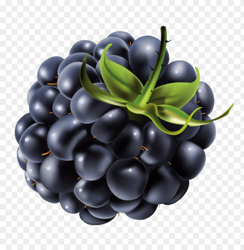 Free download | HD PNG dark blackberries illustration clipart png photo ...
