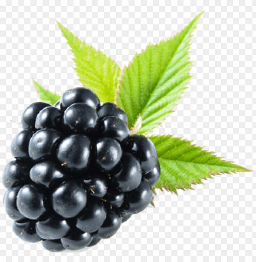 Free download | HD PNG blackberry png blackberry fruit no background ...