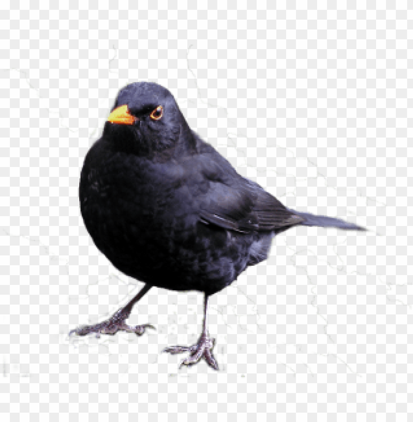 Free download | HD PNG blackbird PNG transparent with Clear Background ...